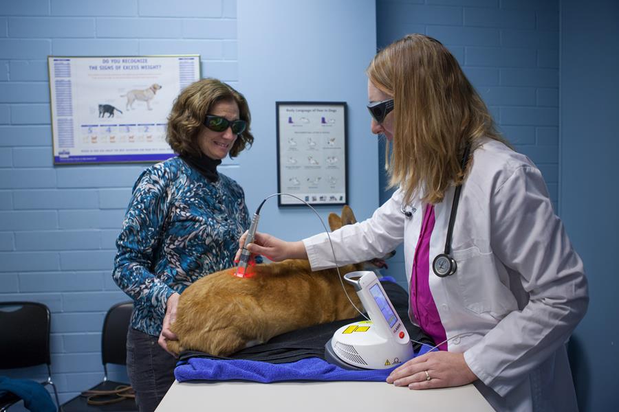 What We Offer in Mercer Island, WA | Mercer Island Veterinary Clinic